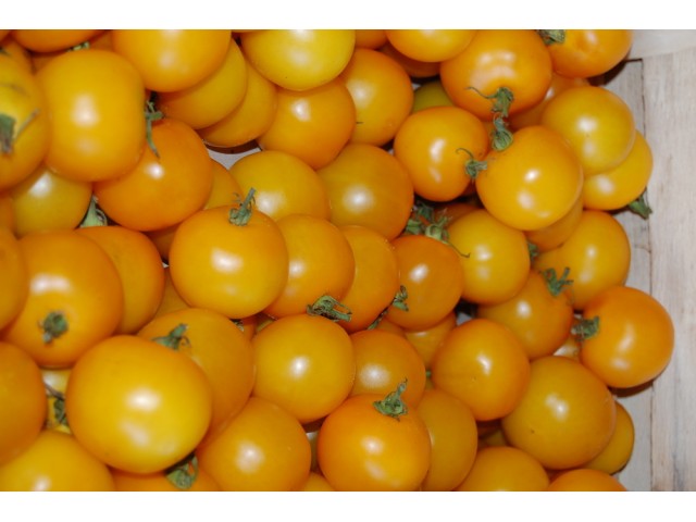 Tomate jaune